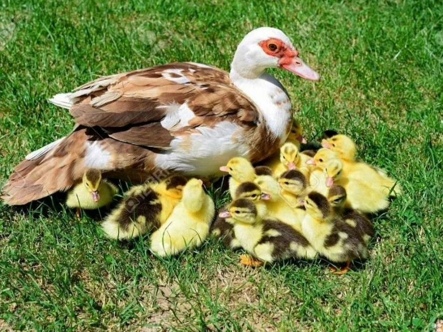 Утята индоутки