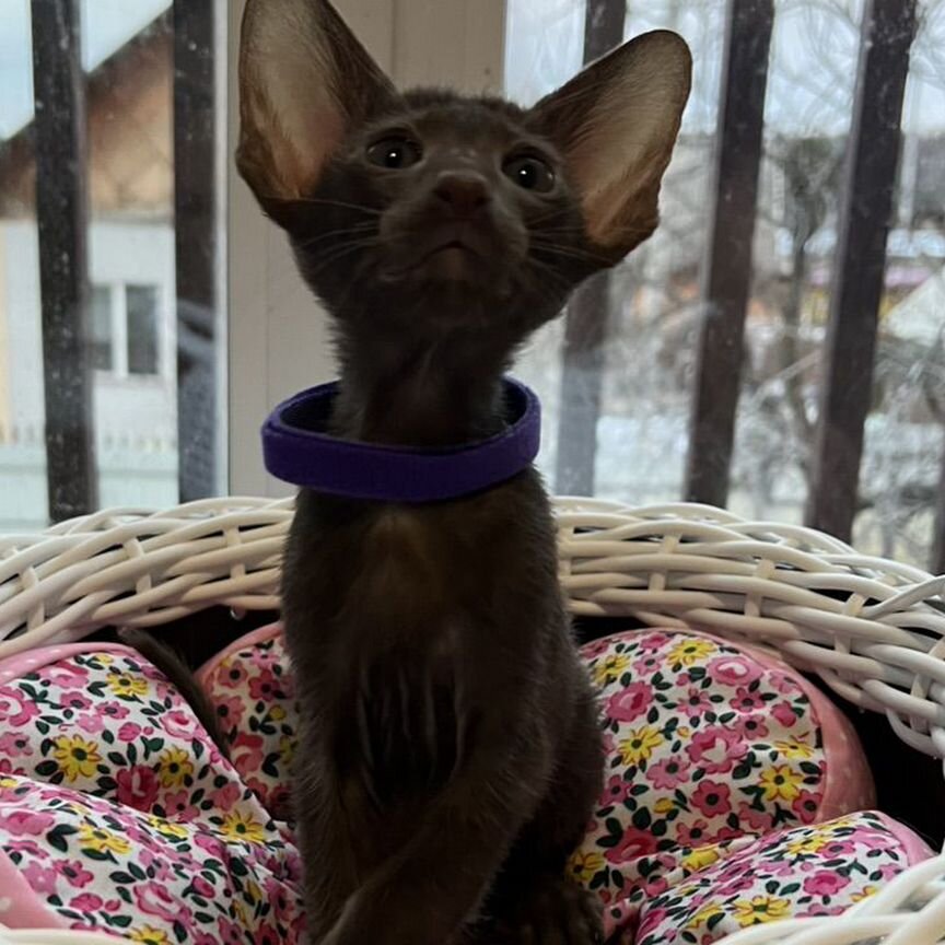 Ориентальный котёнок