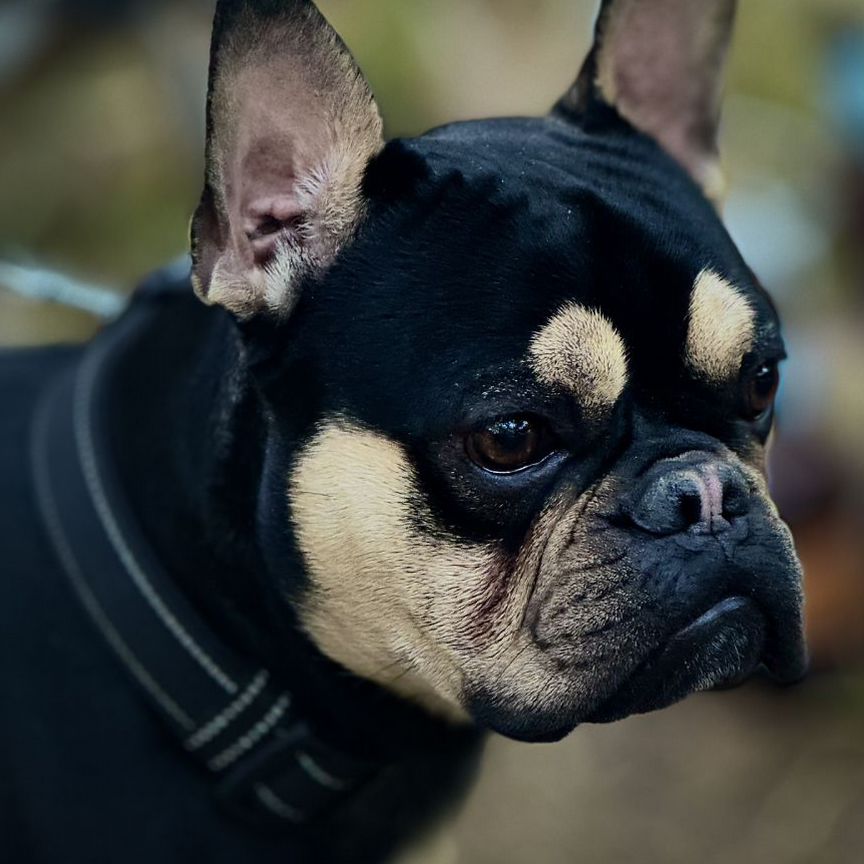 Французский бульдог вязка