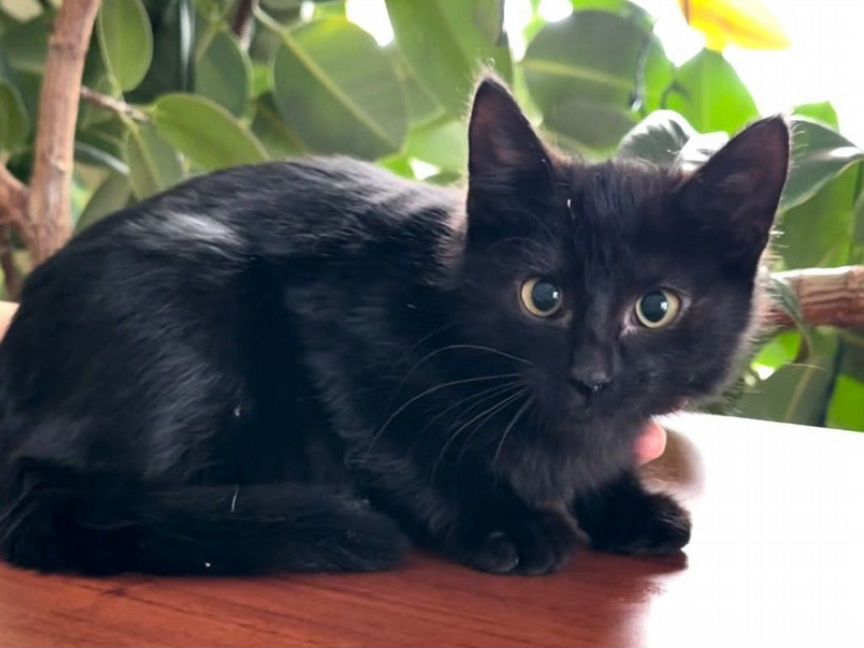 Котёнок Спокойная, ласковая черная девочка
