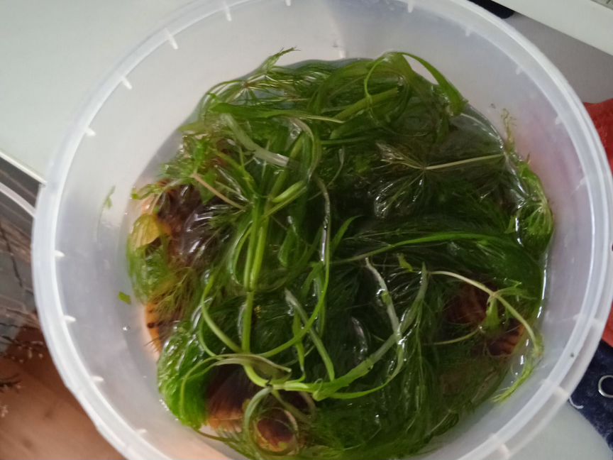 Растение в аквариумное