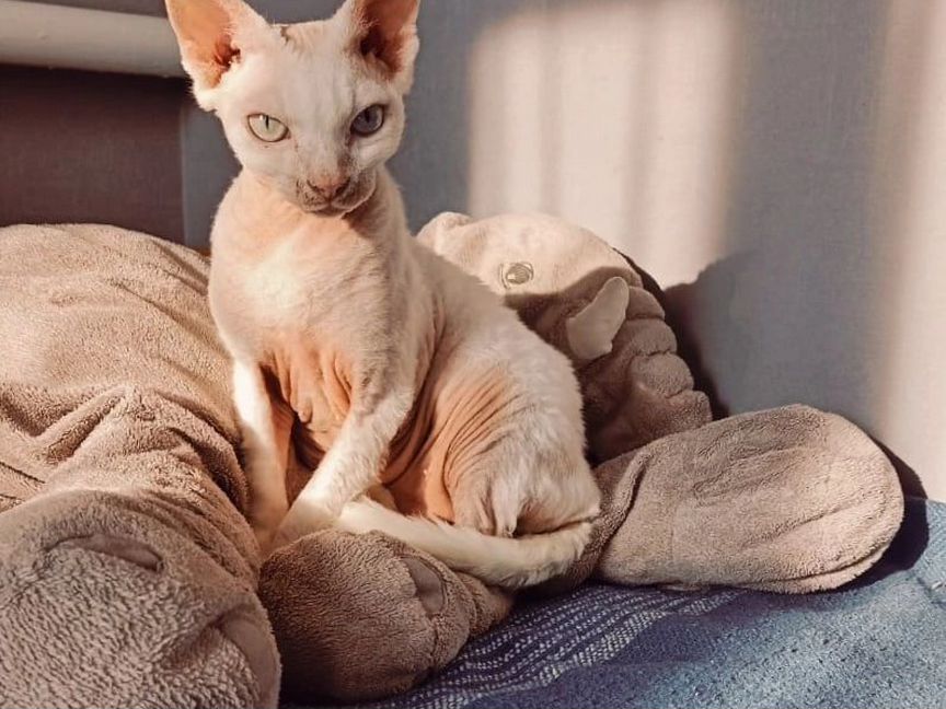 Кошка породы Девон-рекс