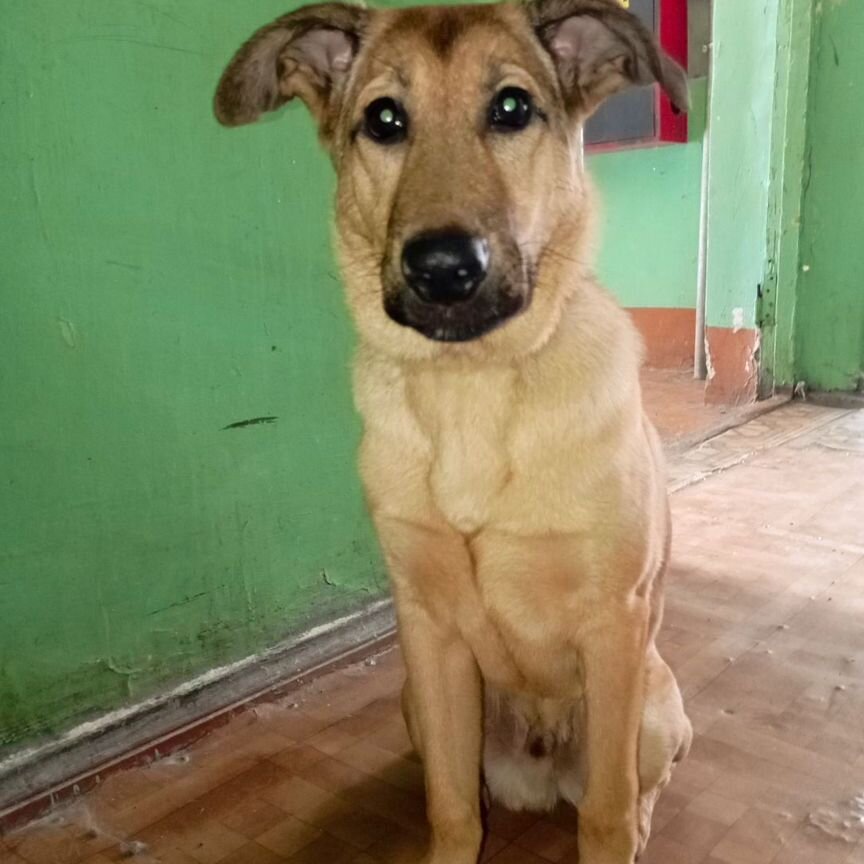 Щенок в добрые руки