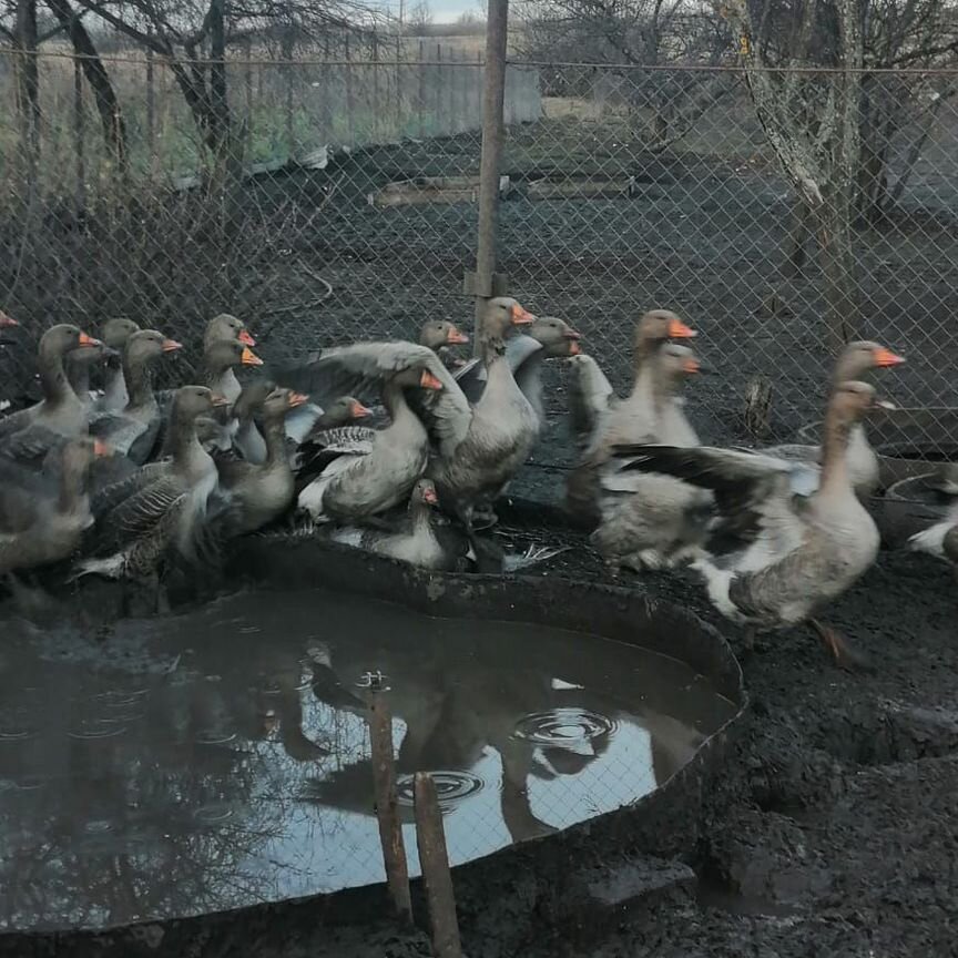 Домашнее мясо Гуси.Утки