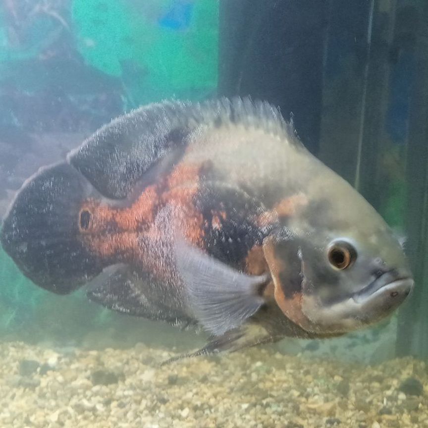 Глазчатый астронотус