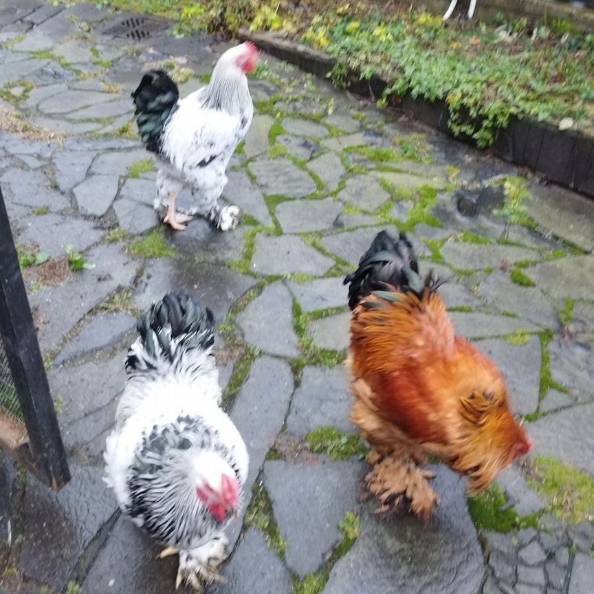 Молодые петухи брама