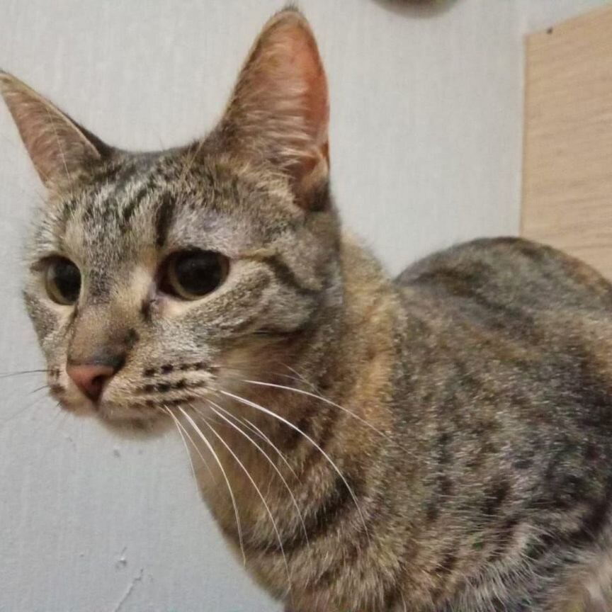 Кошечка в добрые руки бесплатно