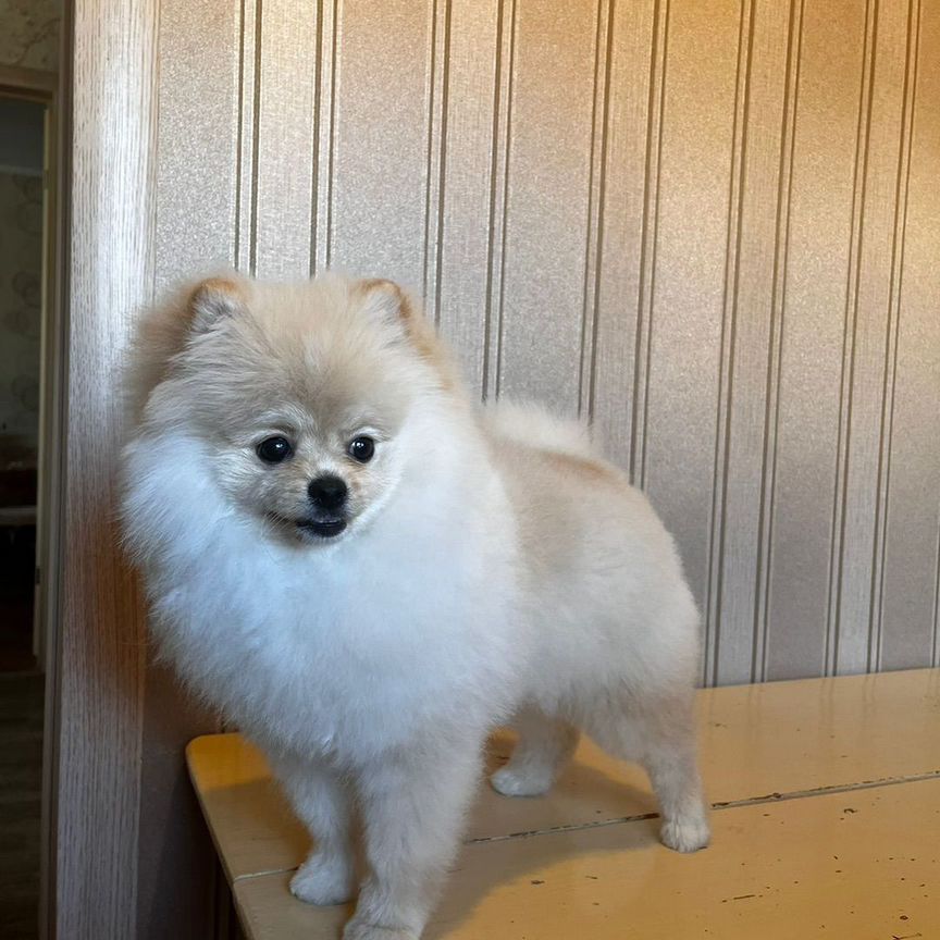 Померанский шпиц