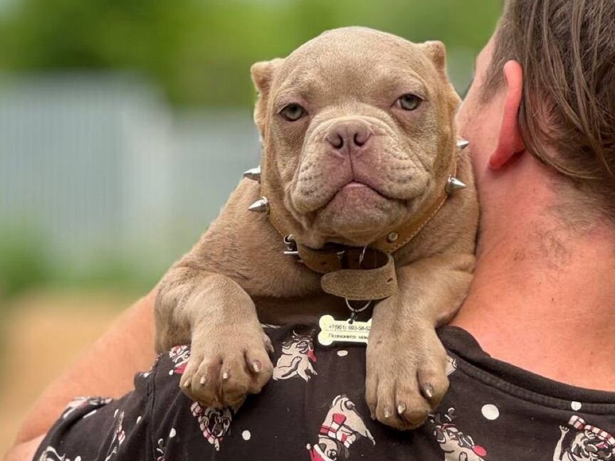 Американский Булли Экзот