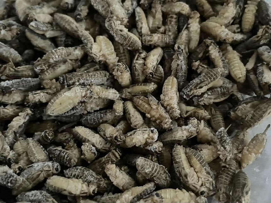 Замороженные сверчки