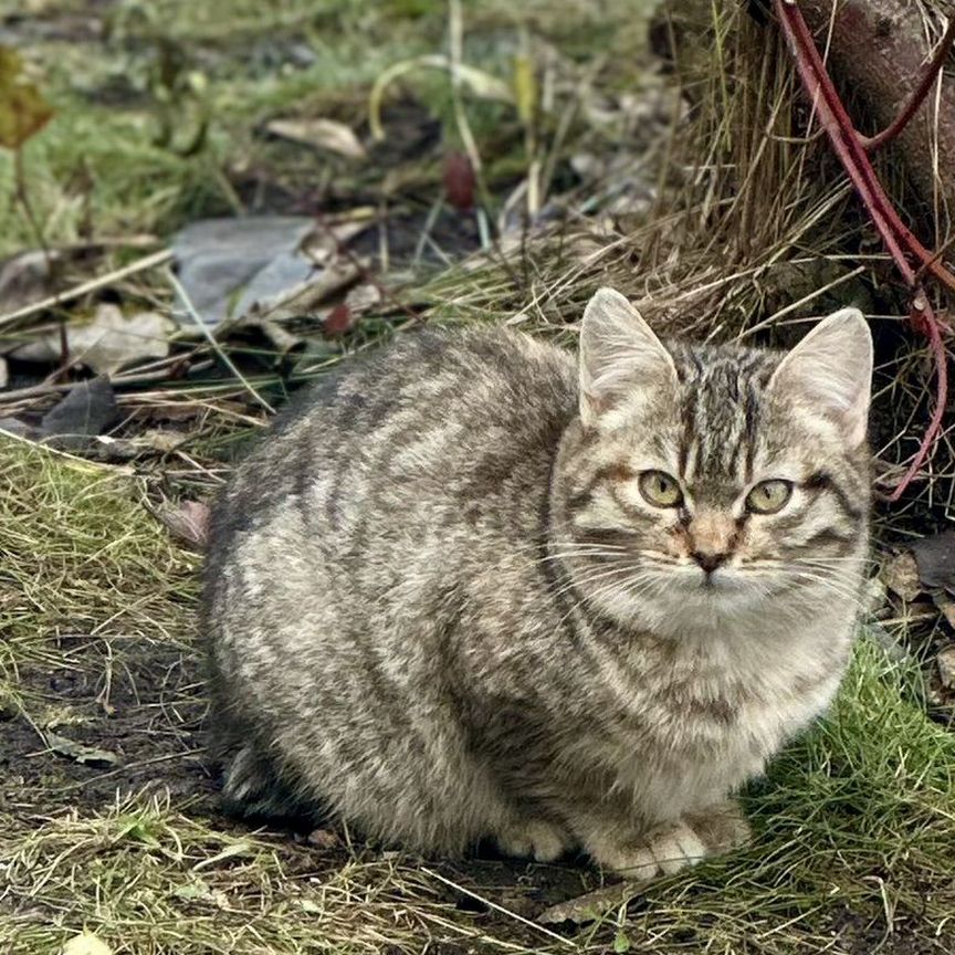 Маленькая ласковая кошечка ищет дом