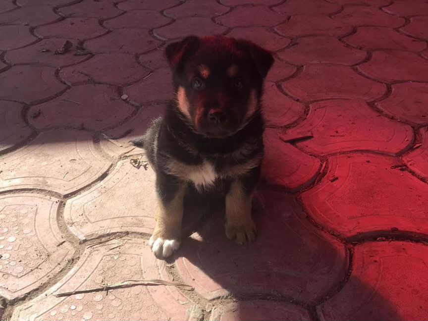 Щенок овчарки