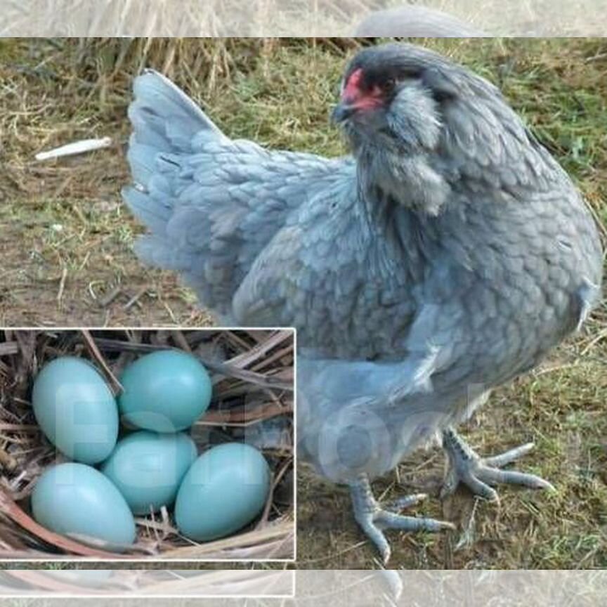 Инкубационное яйцо амераукана