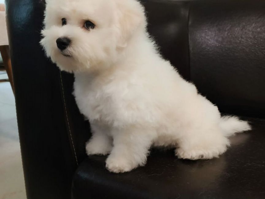 Щенок Бишон фризе мальчик