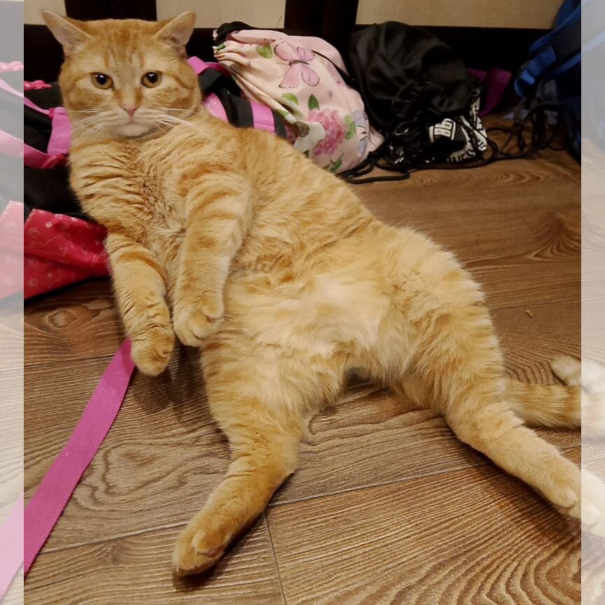 Отдам симпатичного рыжего кота в добрые руки