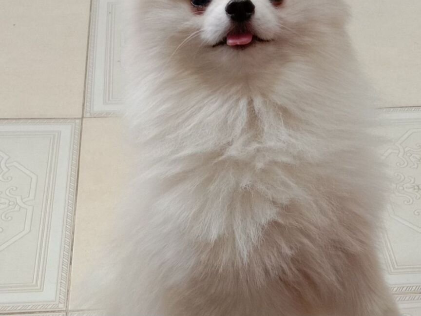 Щенки шпица