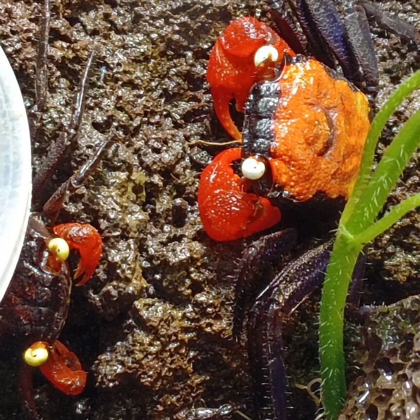 Краб Красный дьявол