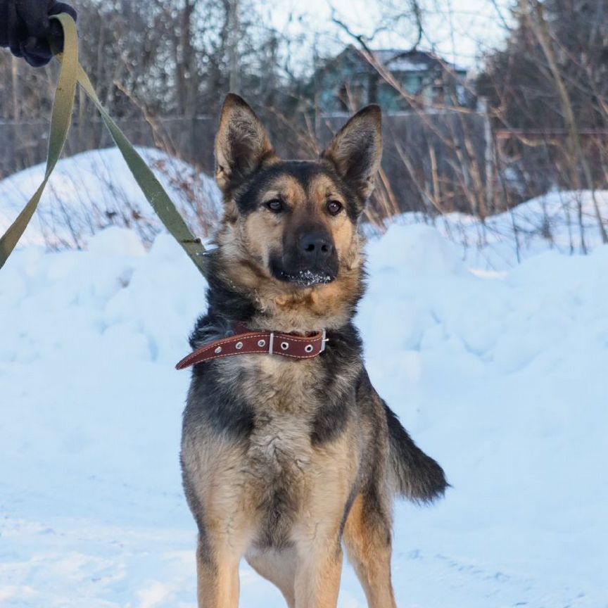 Взрослая собака в добрые руки