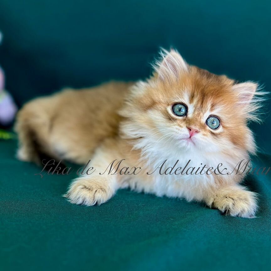 Британская Лика в любимцы или разведение