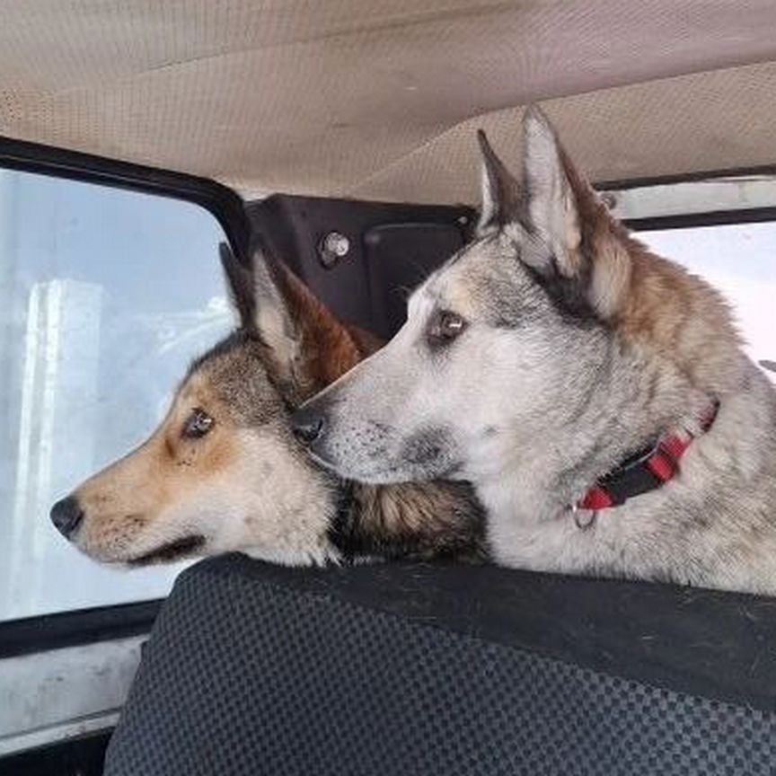 Западносибирская лайка, щенок