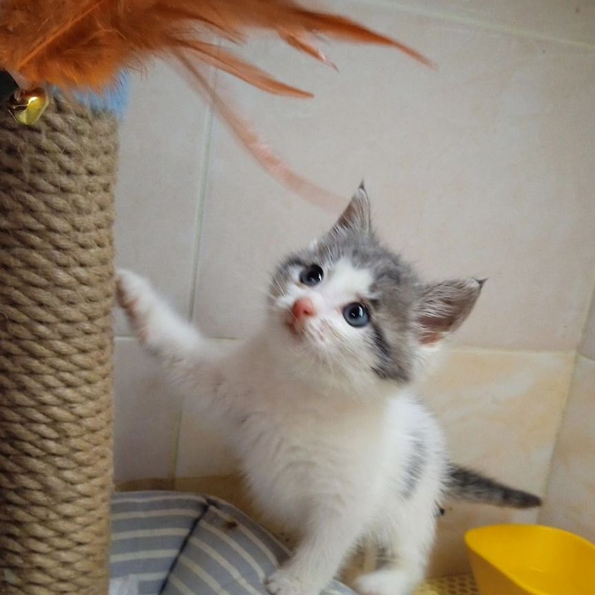 Микро котенок