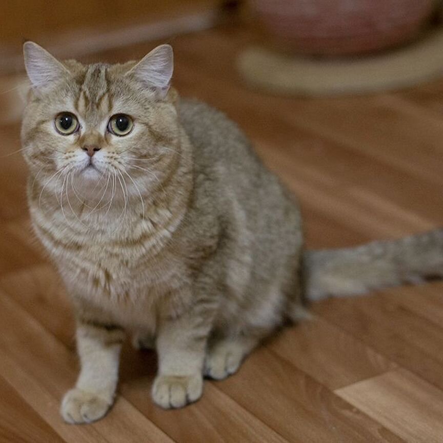 Британская кошечка