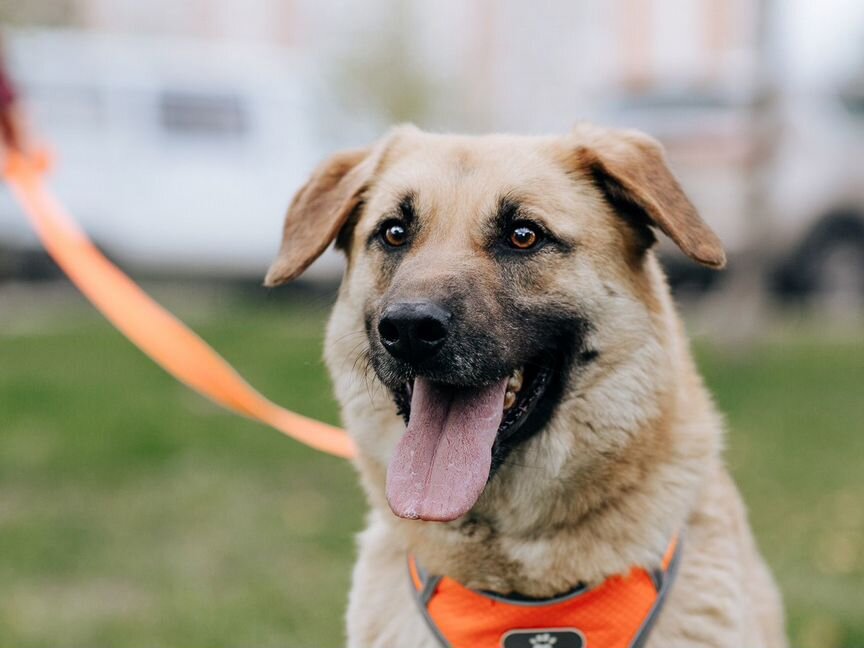 Собака Потап в добрые руки