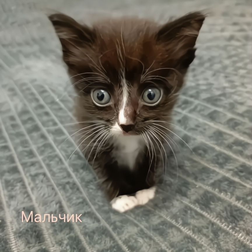 Котёнок в добрые руки