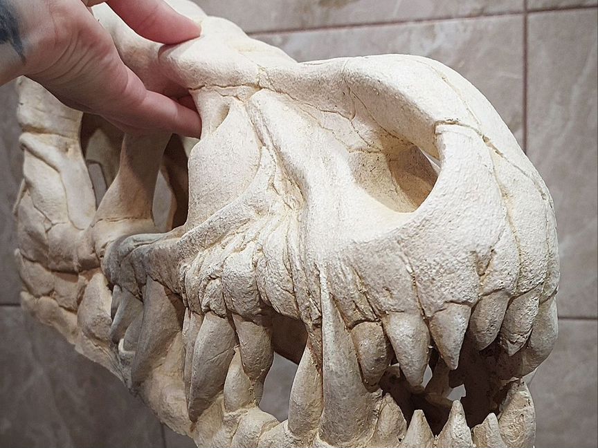 Череп в аквариум/террариум