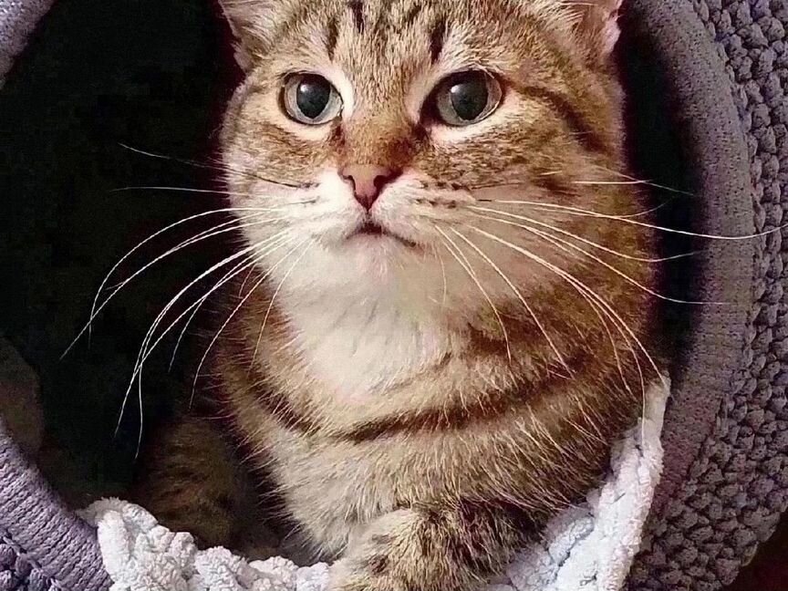 Кошечка умница и красавица