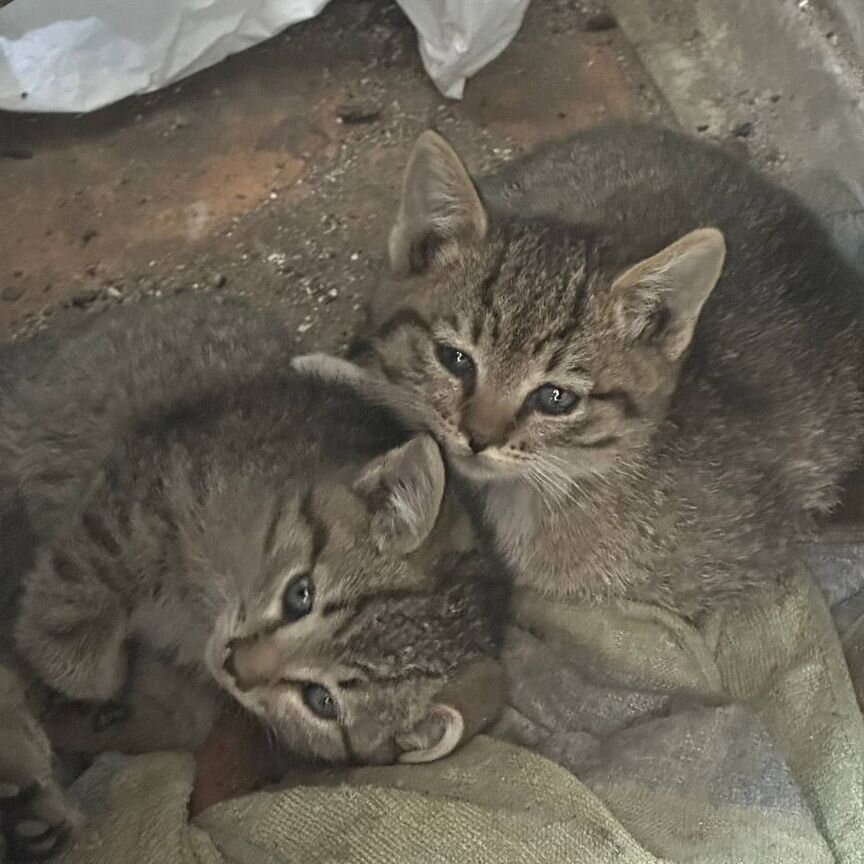 Отдам пушистиков в добрые руки