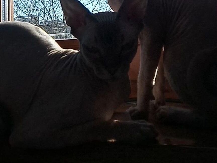 Канадский сфинкс кошка