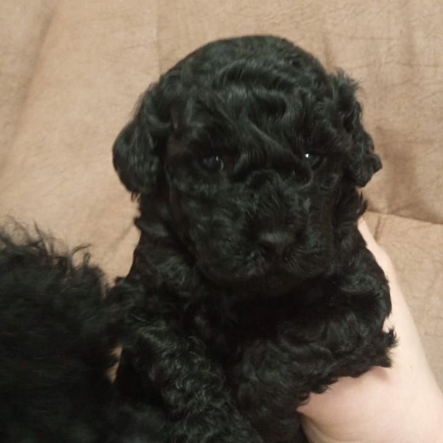 Той-пудель мини