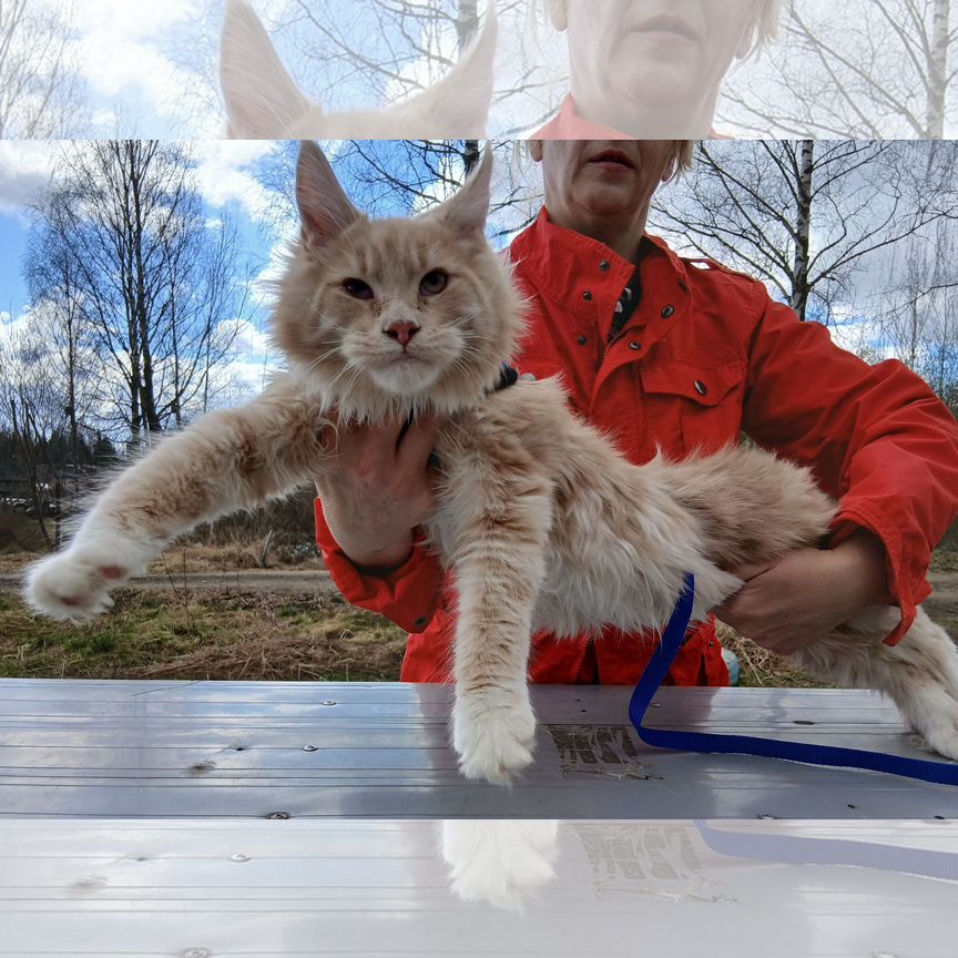 Мейн-кун котёнок
