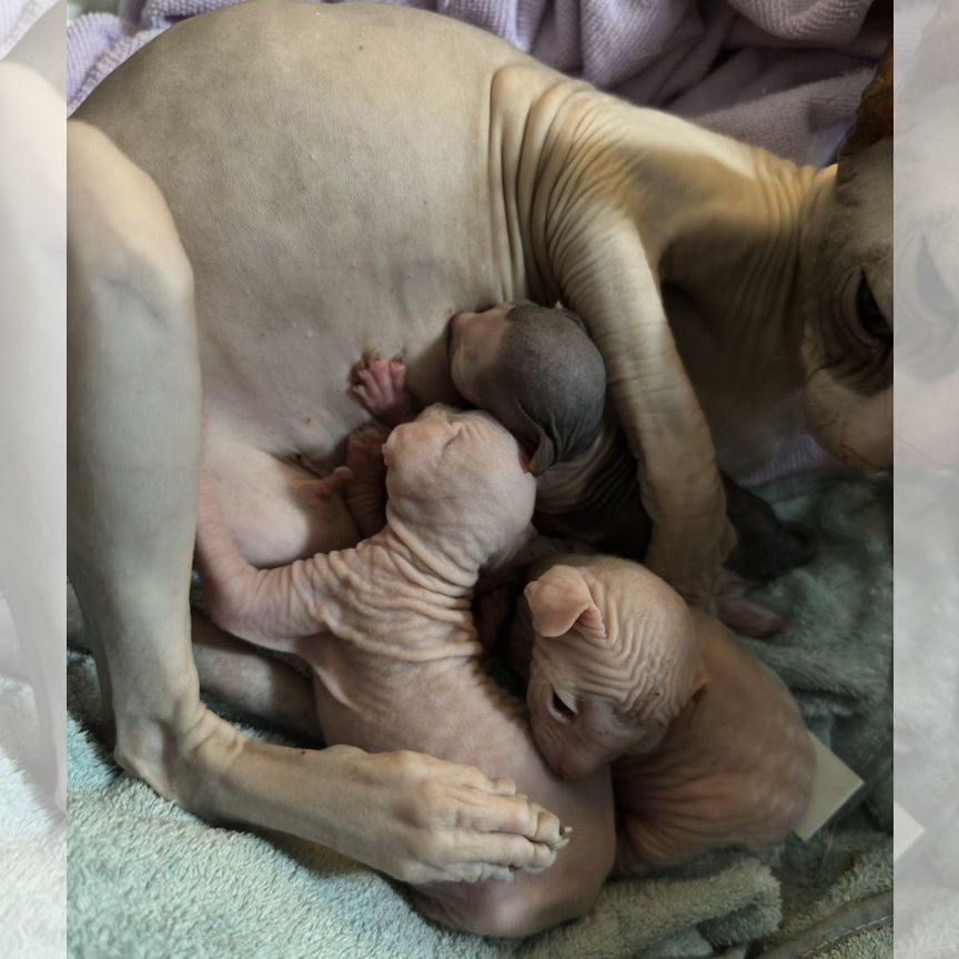 Донской сфинкс котёнок