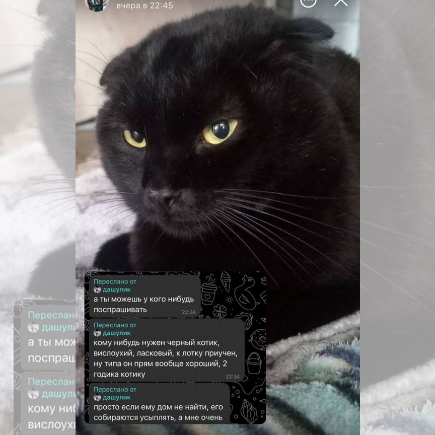 Шотландский вислоухий короткошёрстный, взрослый кот