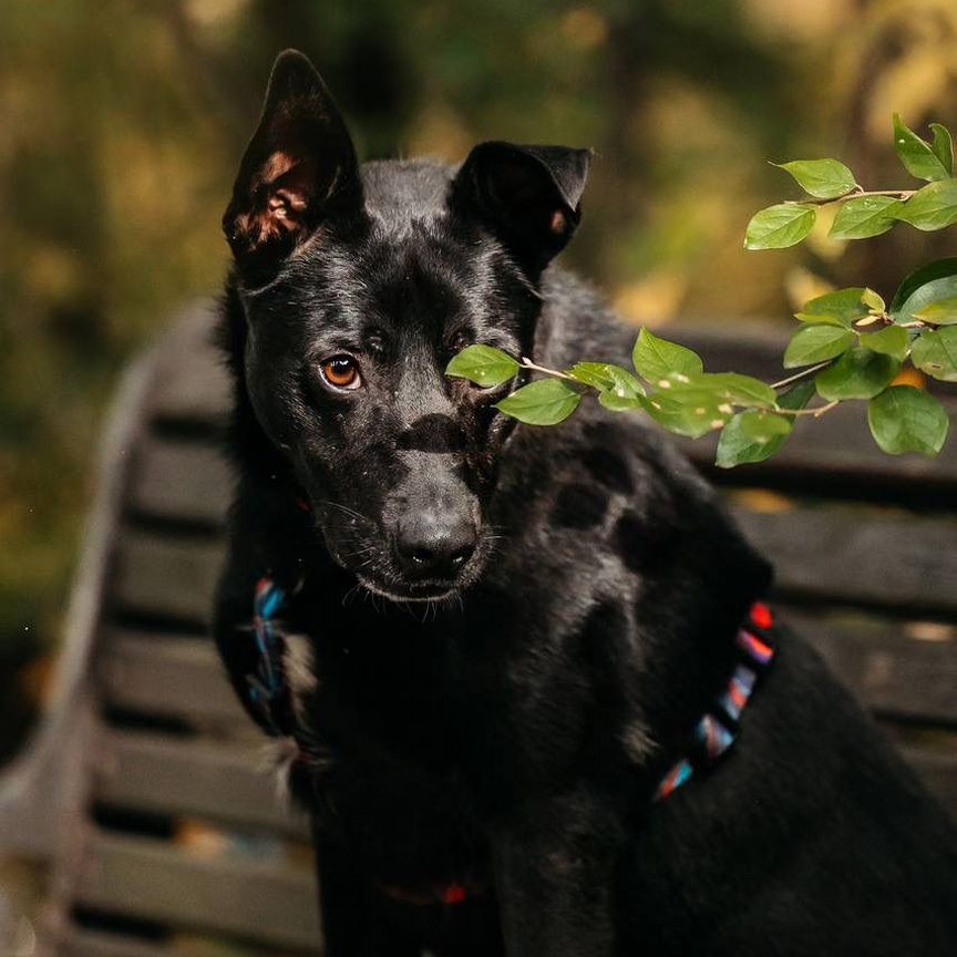 Собака в добрые руки