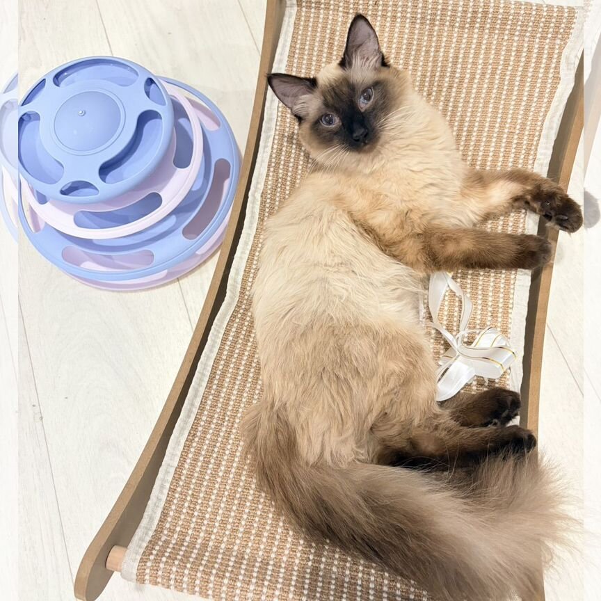 Рэгдолл, кошка вязка