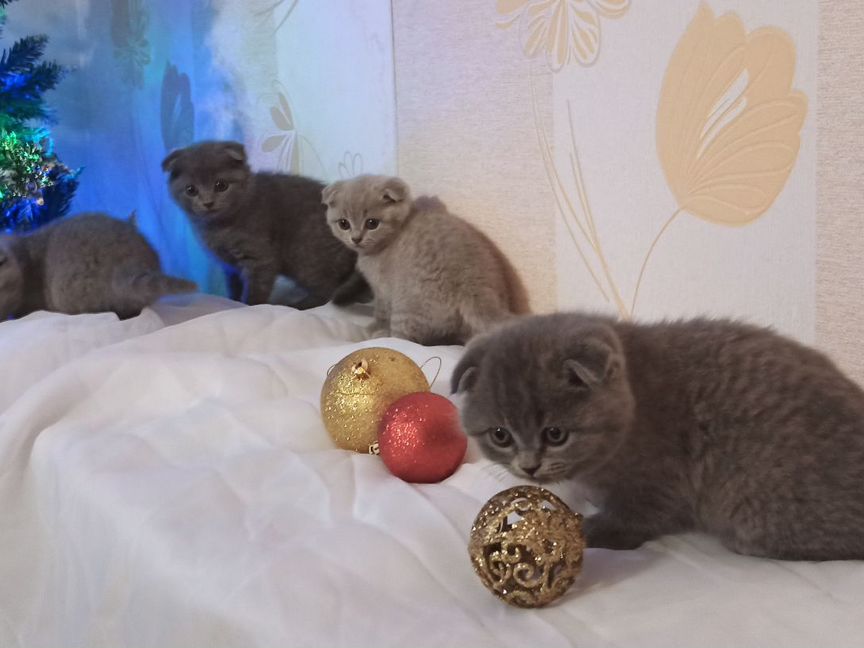 Шотландские медвежатки