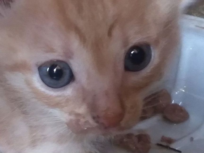 Котята маленькие