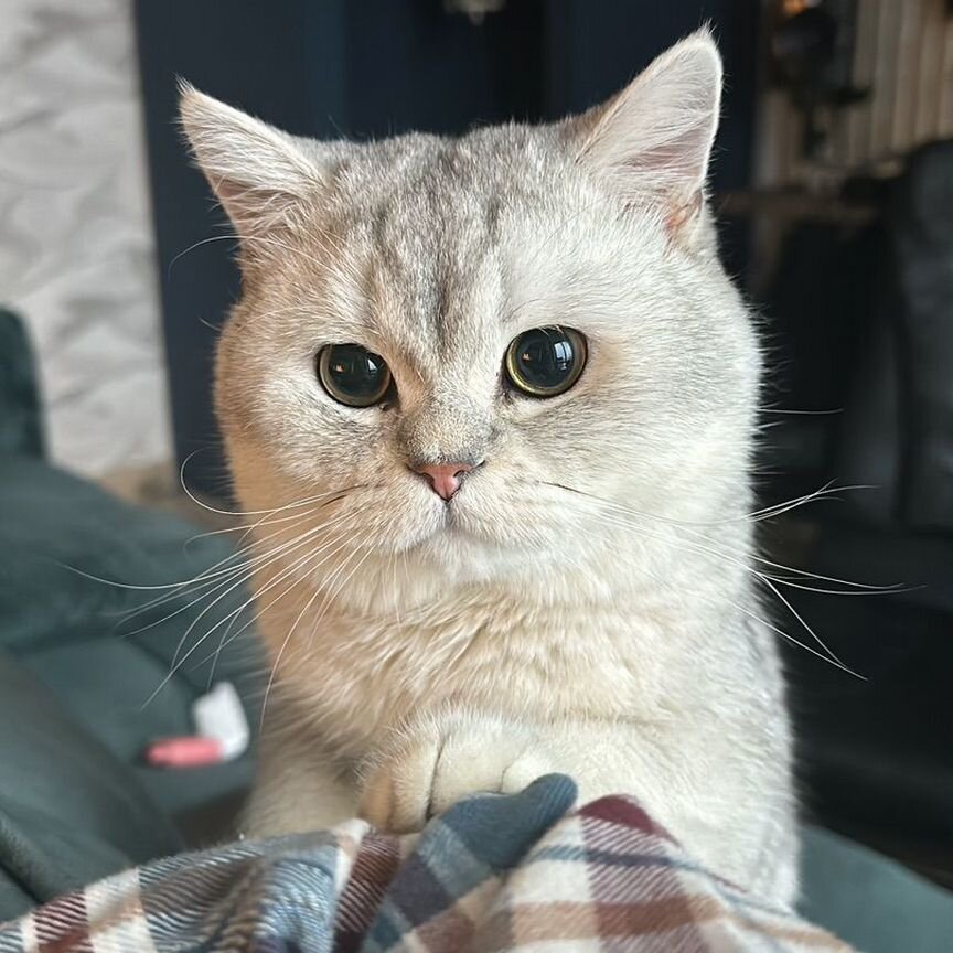 Серебристая шиншилла вязка