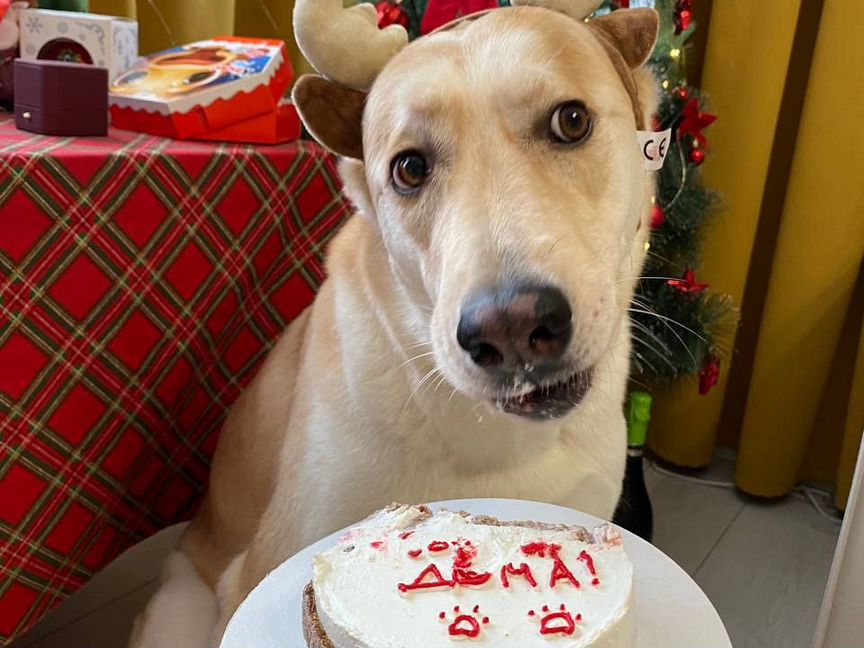 Торт для собак и котиков/ капкейки/печенье