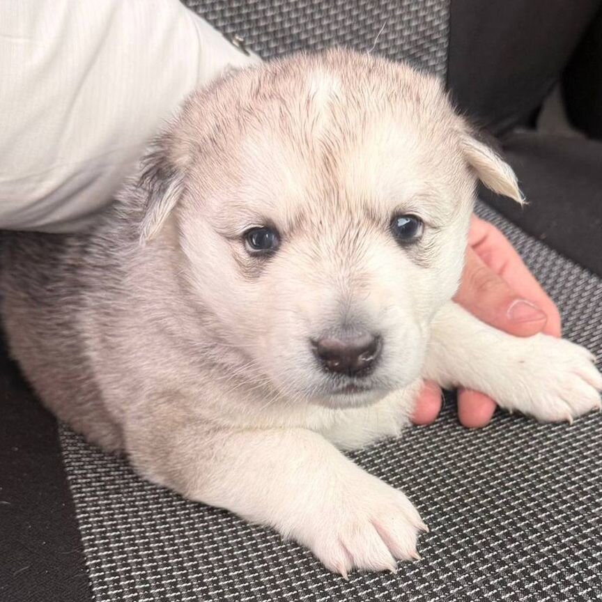 Сибирский хаски, щенок