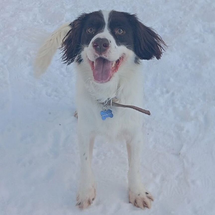 Спрингер спаниель