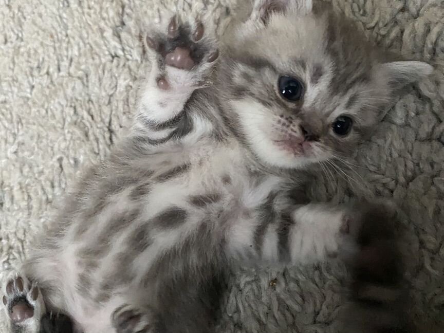 Британские котята