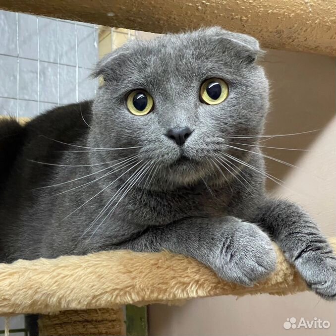 Лорд Грей ищет дом