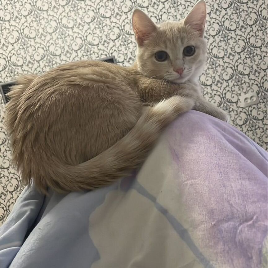 Кошечка ищет дом