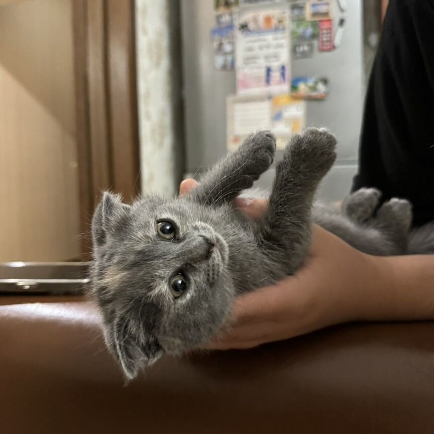 Котенок