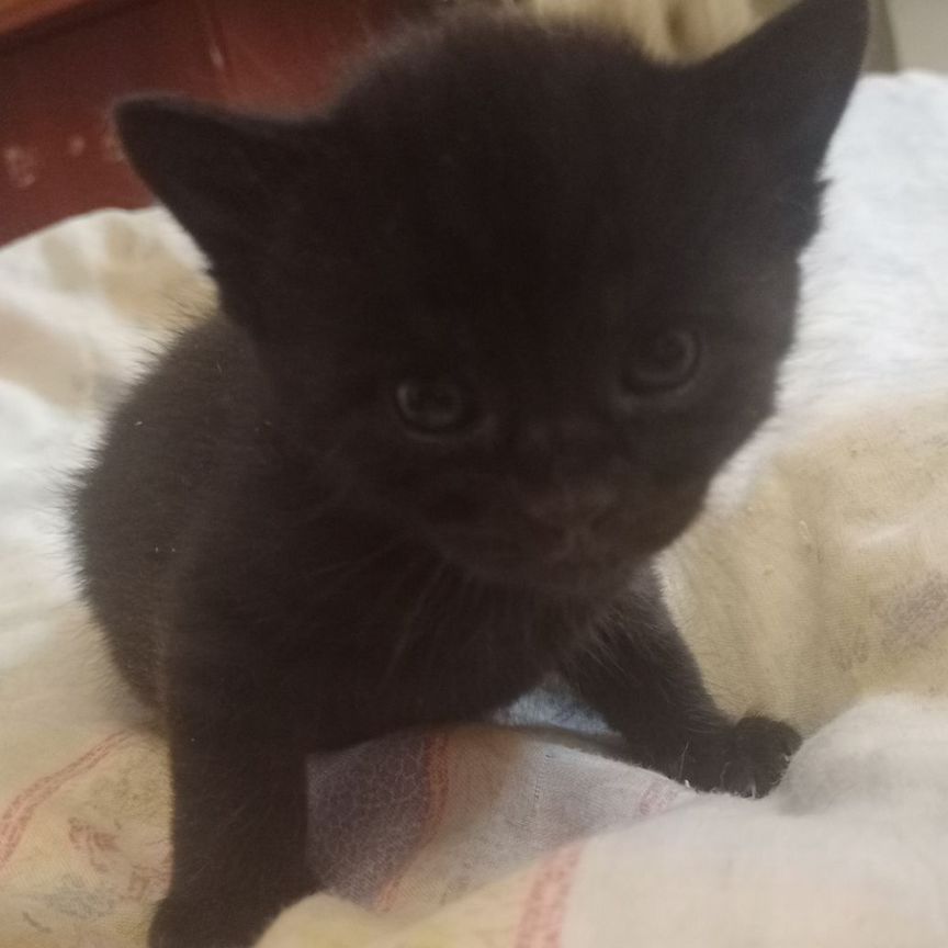 Котята отец британец в добрые руки