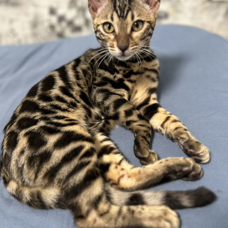 Бенгальская кошка